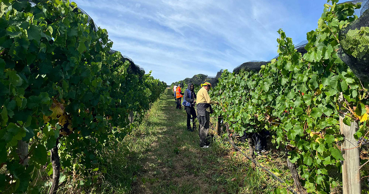 Professional Vineyard Services | Yarra Valley Labour Hire